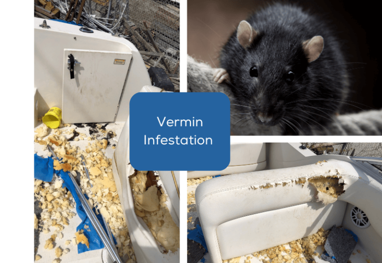 Tips to avoid rat infestation and damage to your boat in Canada ...